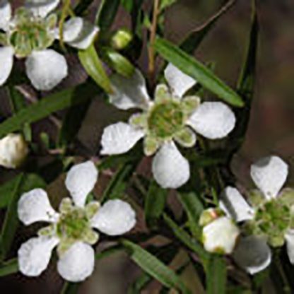 Lemon Tea Tree 12ml - Australian Essential Oils